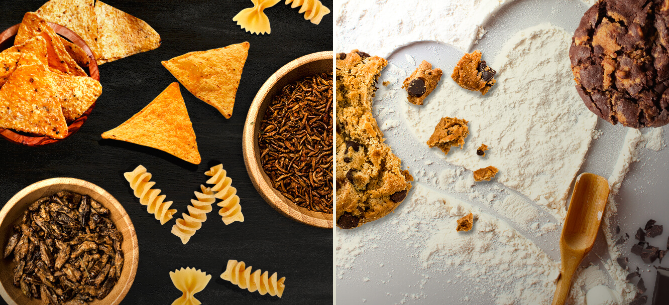 manger un insecte comestible pour la première fois | Gourmet Bugs 🦗